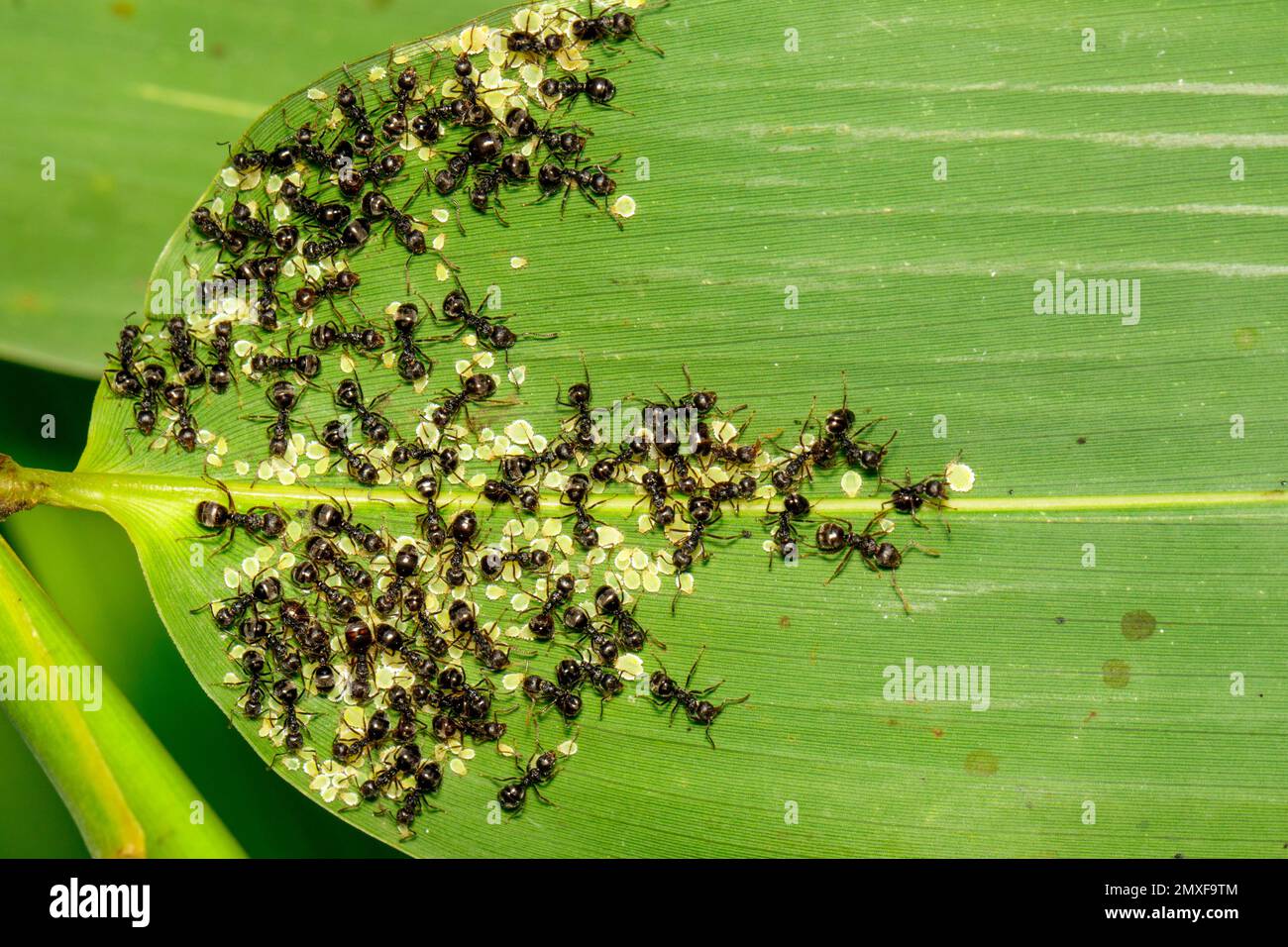 Image of a black ant eating aphids on green leaves. Insect. Animal ...