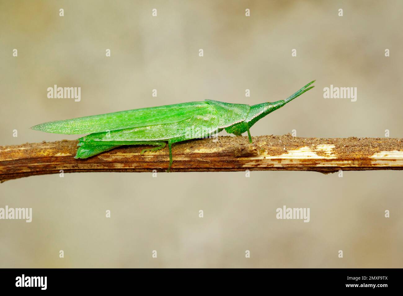 Image of Slant-faced or Gaudy Grasshopper on brown branch on nature ...