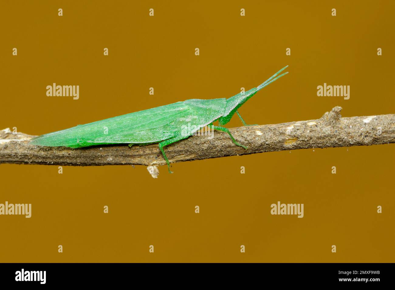 Image of Slant-faced or Gaudy Grasshopper on brown branch on nature ...