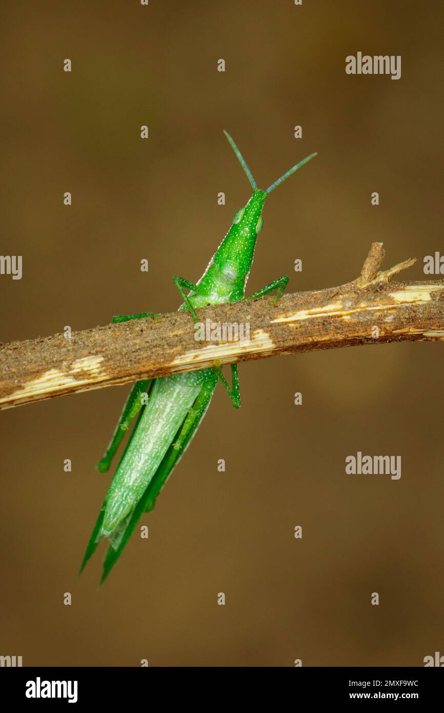 Image of Slant-faced or Gaudy Grasshopper on brown branch on nature ...