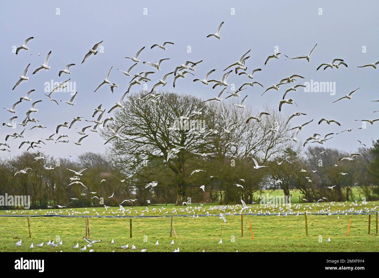Chew Magna, UK. 03rd Feb, 2023. On a cold and damp afternoon a mass of ...
