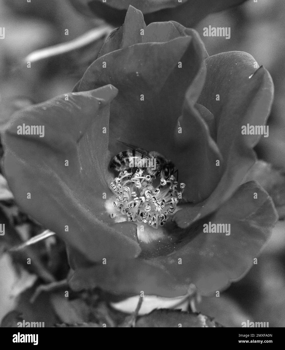 Garden black white hi-res stock photography and images - Alamy