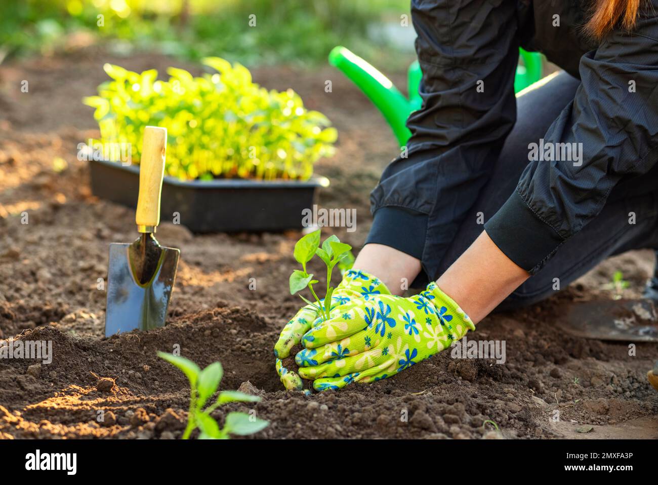 Female farmer hands planting to soil seedling in the vegetable garden ...