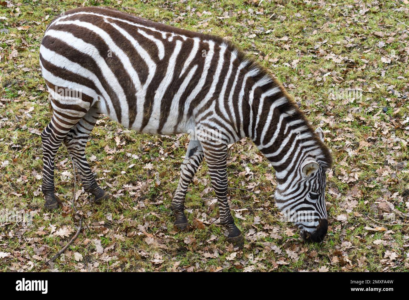 Zebra (Hippotigris) at Marwell Zoo, Hampshire, UK Stock Photo - Alamy