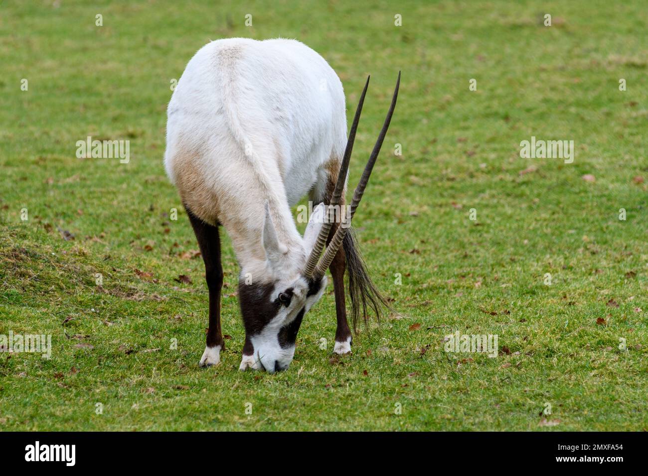 Leucoryx hi-res stock photography and images - Alamy