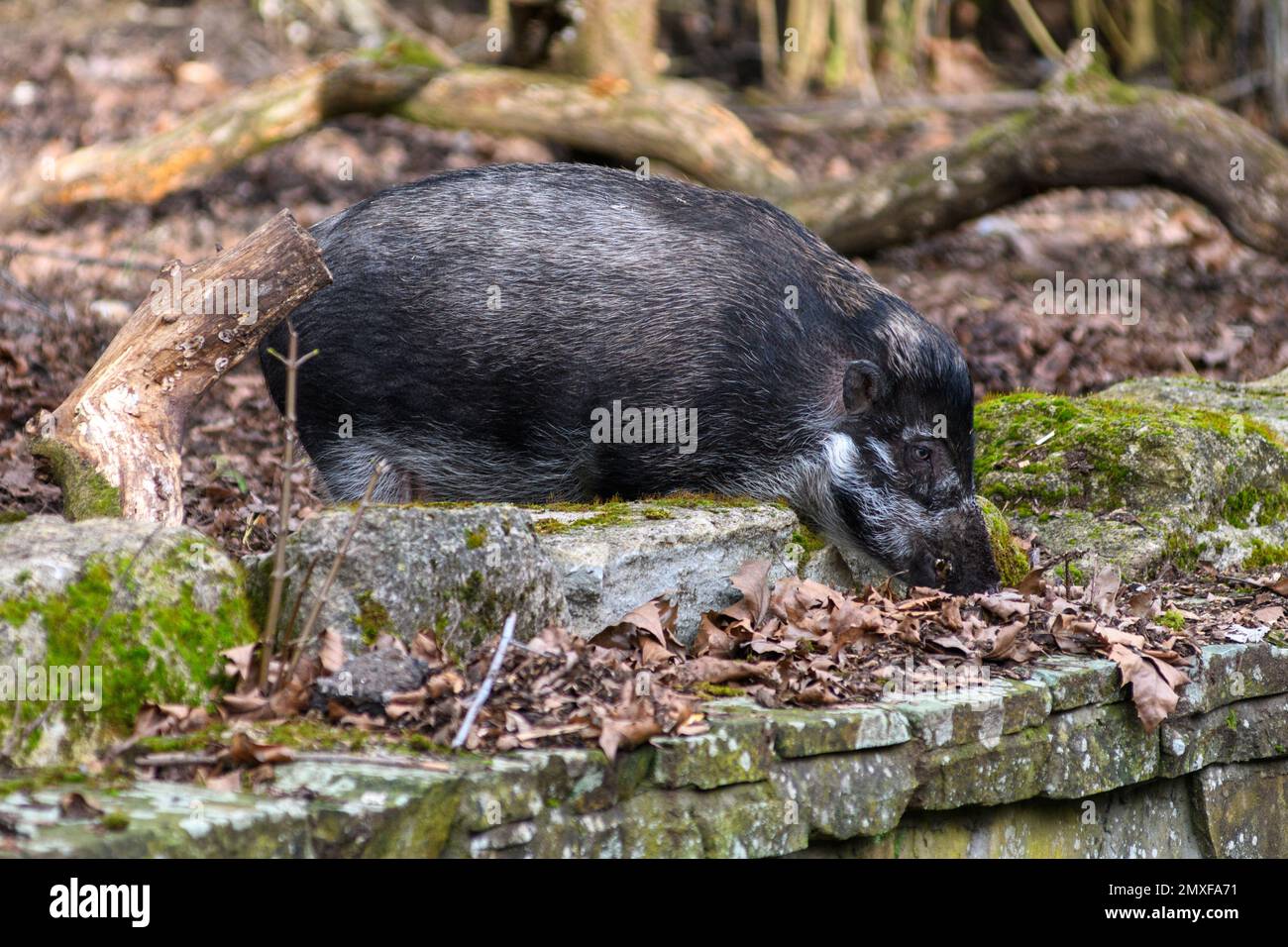 Visayan Warty Pig (Sus cebifrons) at Marwell Zoo, Hampshire, UK Stock ...