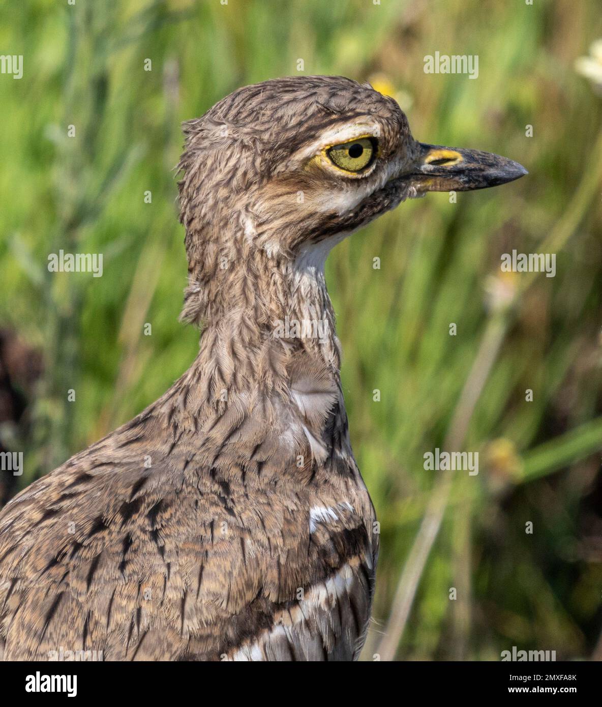 African dikkop hi-res stock photography and images - Alamy