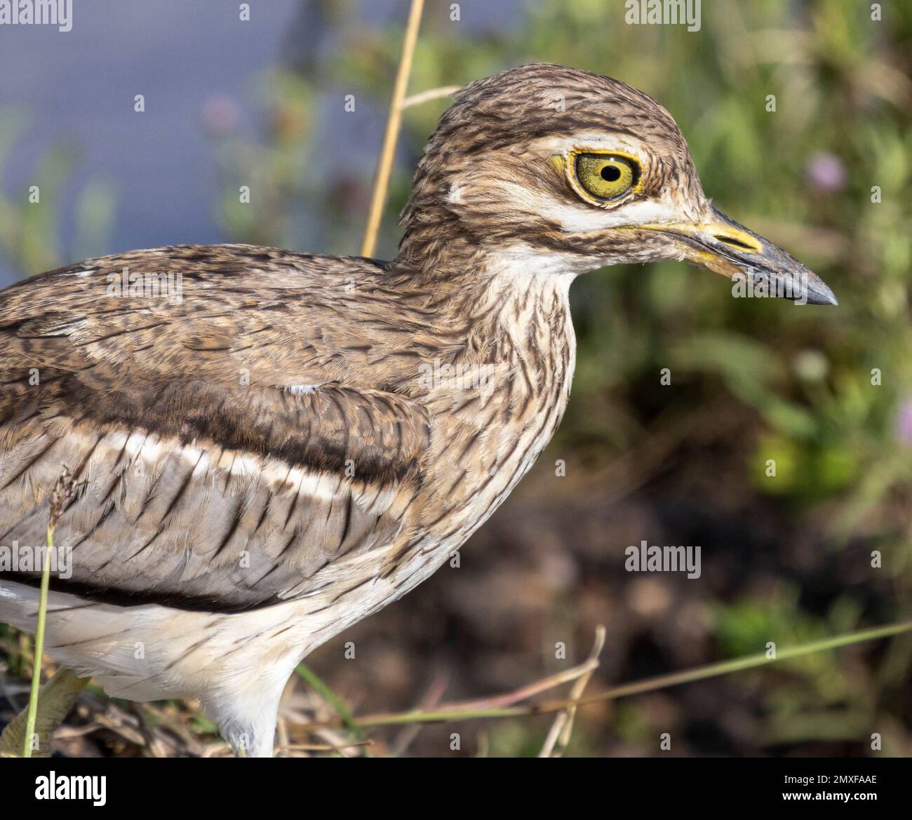 African dikkop hi-res stock photography and images - Alamy