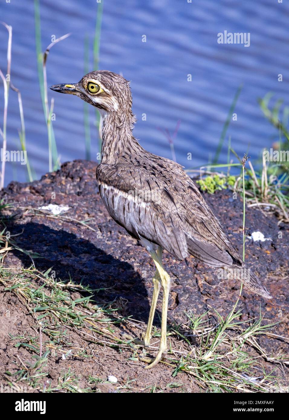 African dikkop hi-res stock photography and images - Alamy