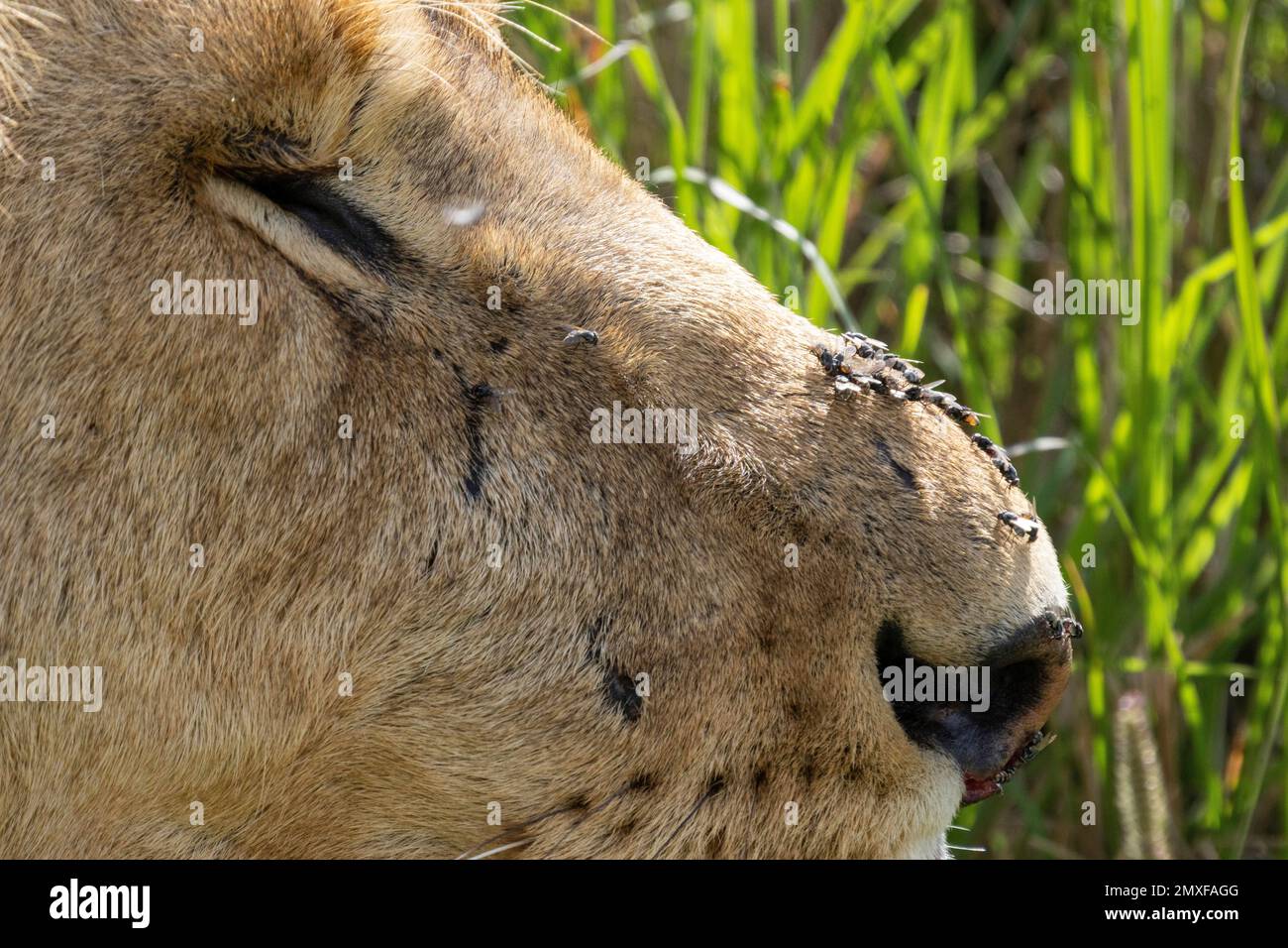 face of fly-infested lion, Masai Mara National Park, Kenya Stock Photo ...