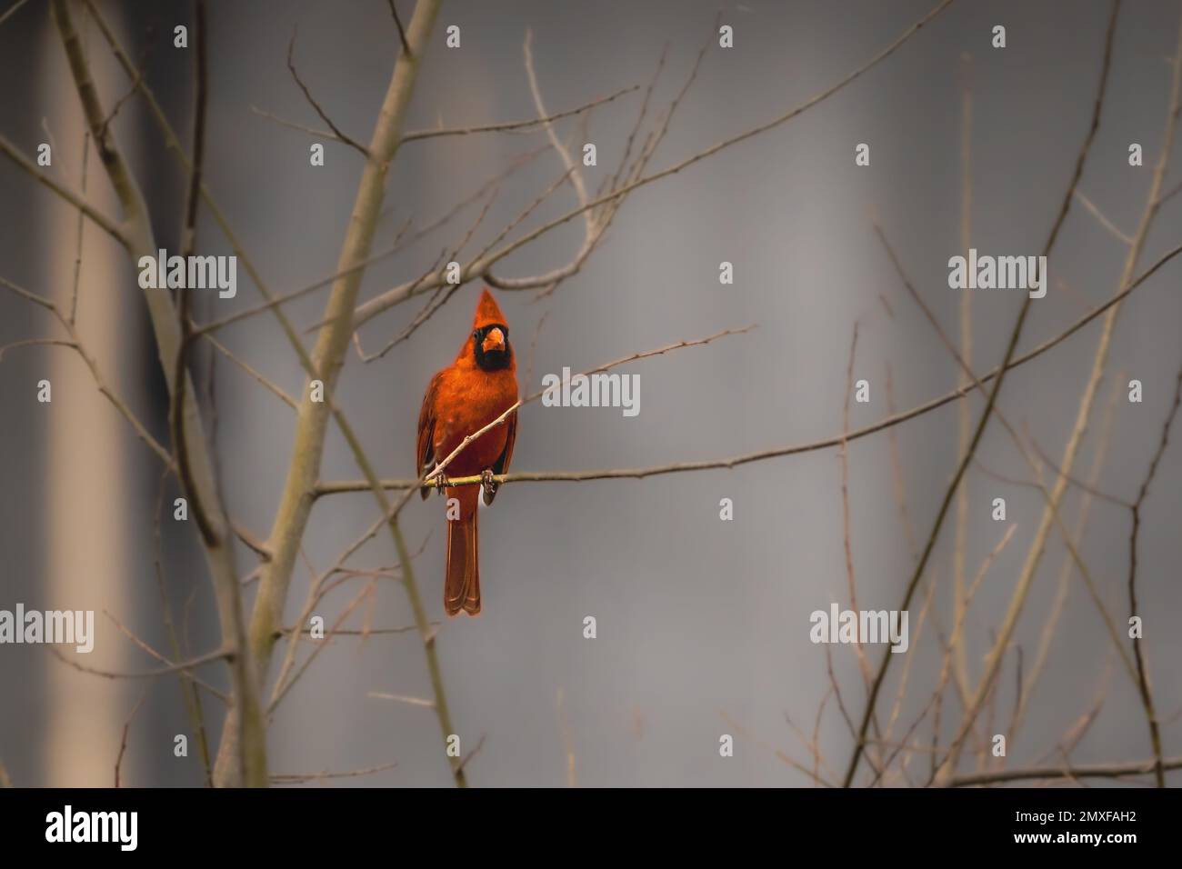 C cardinalidae hi-res stock photography and images - Alamy