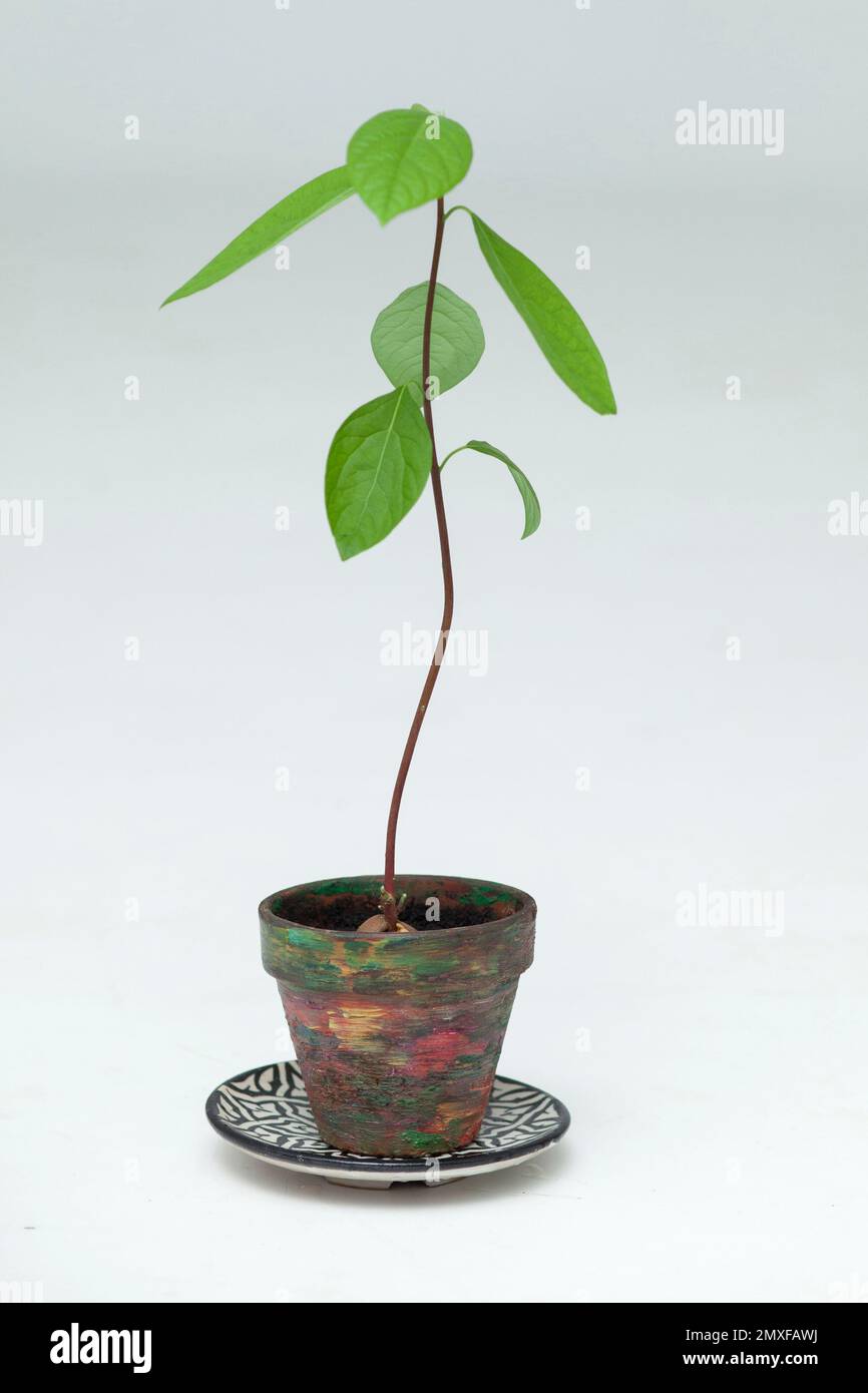 Grow avocados from seed hi-res stock photography and images - Alamy