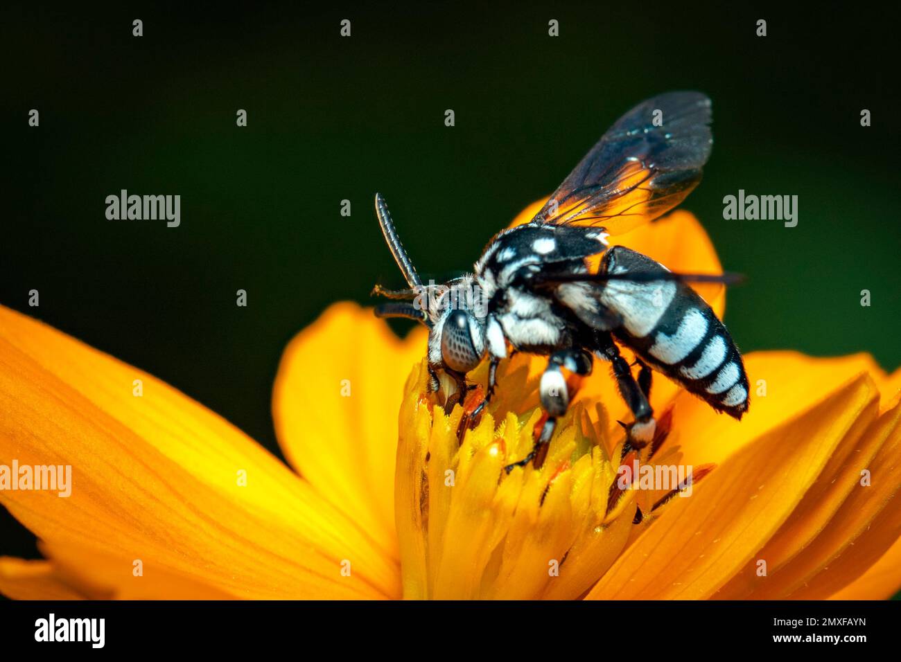 Image of neon cuckoo bee (Thyreus nitidulus) on yellow flower pollen ...