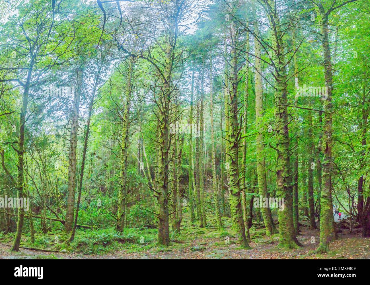 Dense and green forest in Killarney National Park in Ireland Stock ...