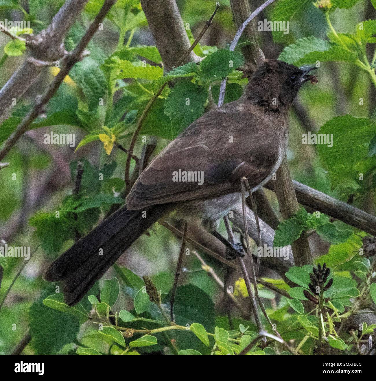 Common bulbul (pycnonotus barbatus ), Masai Mara National Park, Kenya ...
