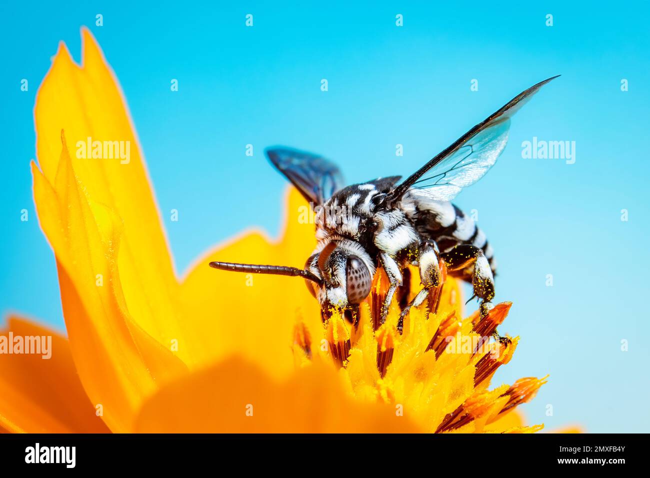 Image of neon cuckoo bee (Thyreus nitidulus) on yellow flower pollen ...