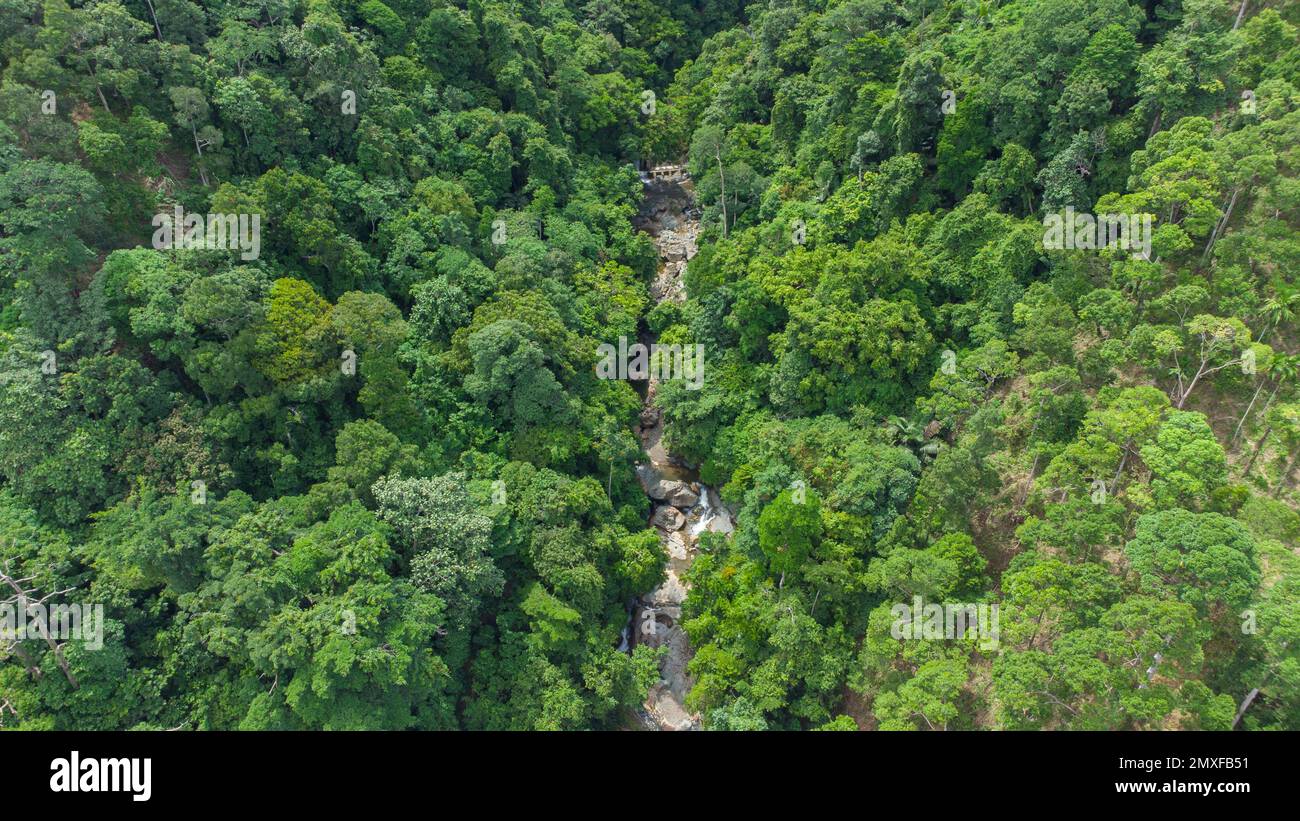 Tropical forest river hi-res stock photography and images - Alamy