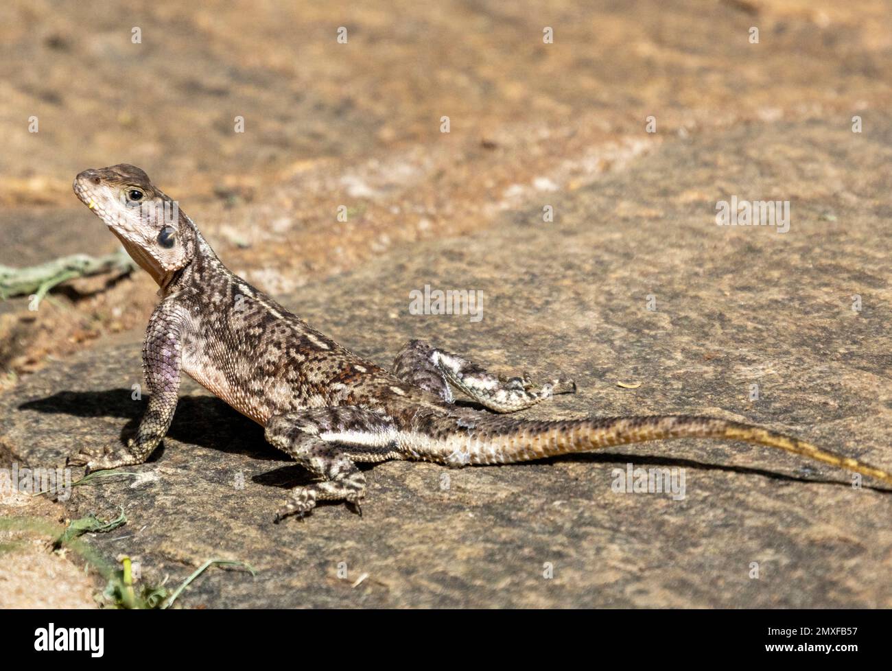 The common agama, red-headed rock agama or rainbow agama (Agama agama ...
