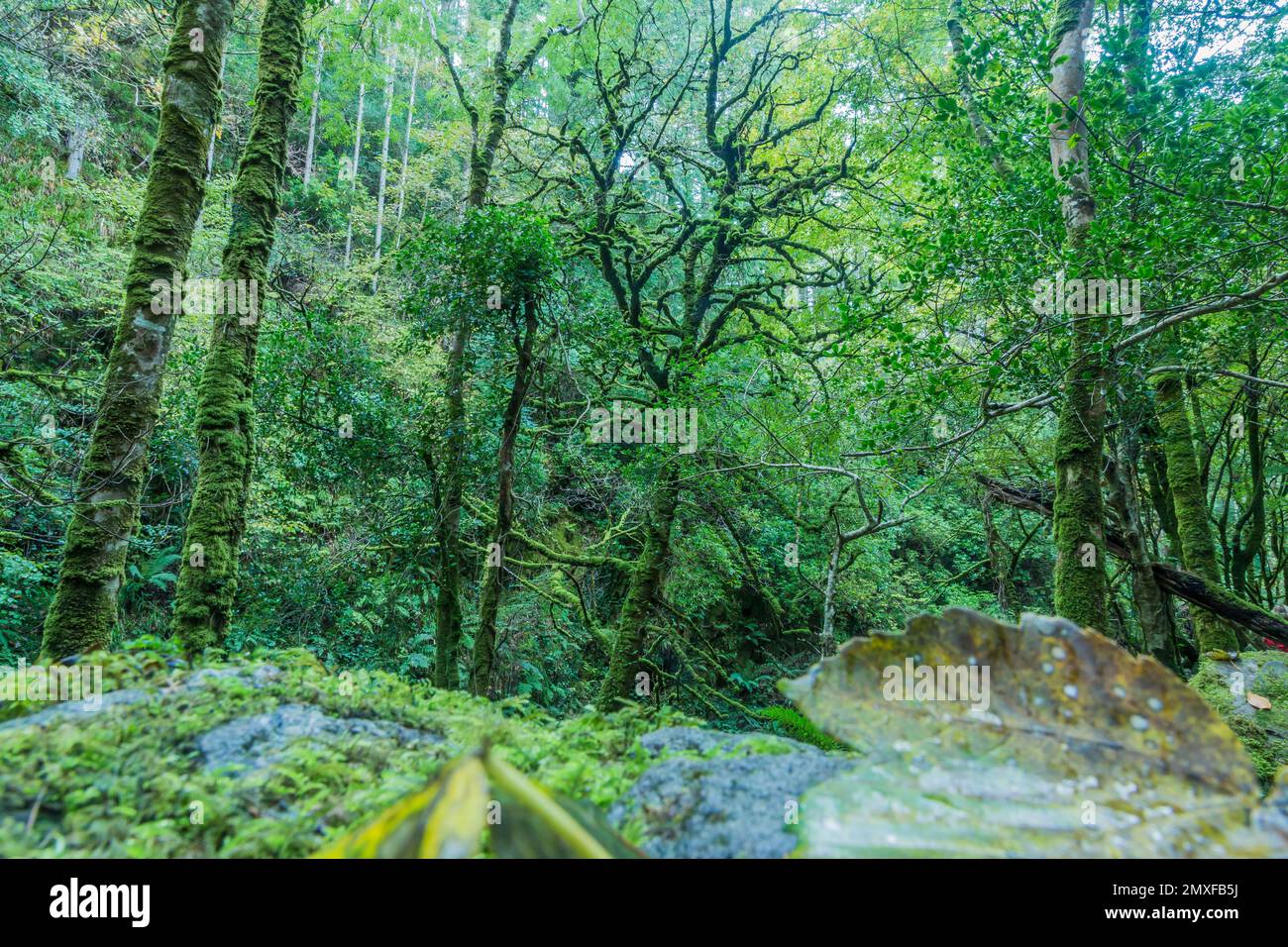 Dense and green forest in Killarney National Park in Ireland Stock ...