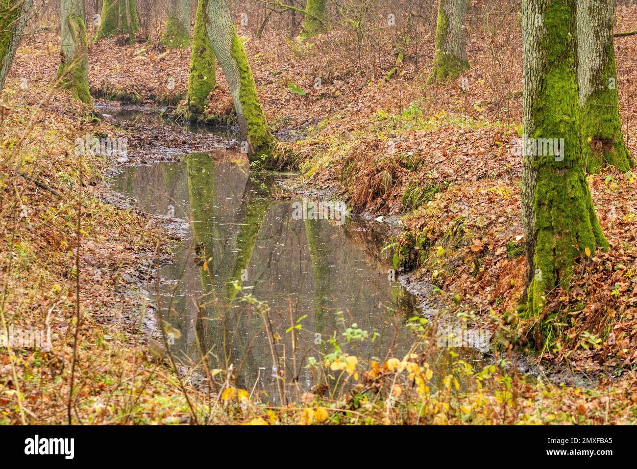 Among grasses and leaves hi-res stock photography and images - Alamy
