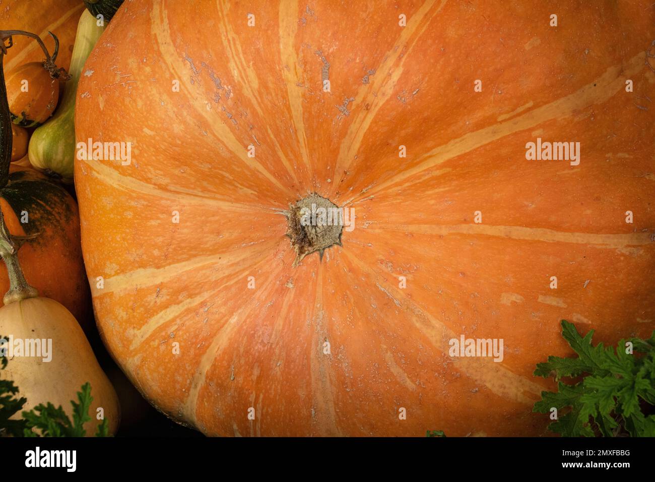 Close up Detail of a Pumpkin amongst a Colourful Selection of Bright ...