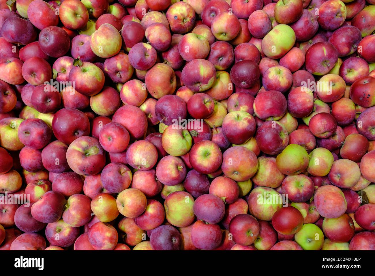 Lots of red and yellow apples in a box. Texture of round apples close ...