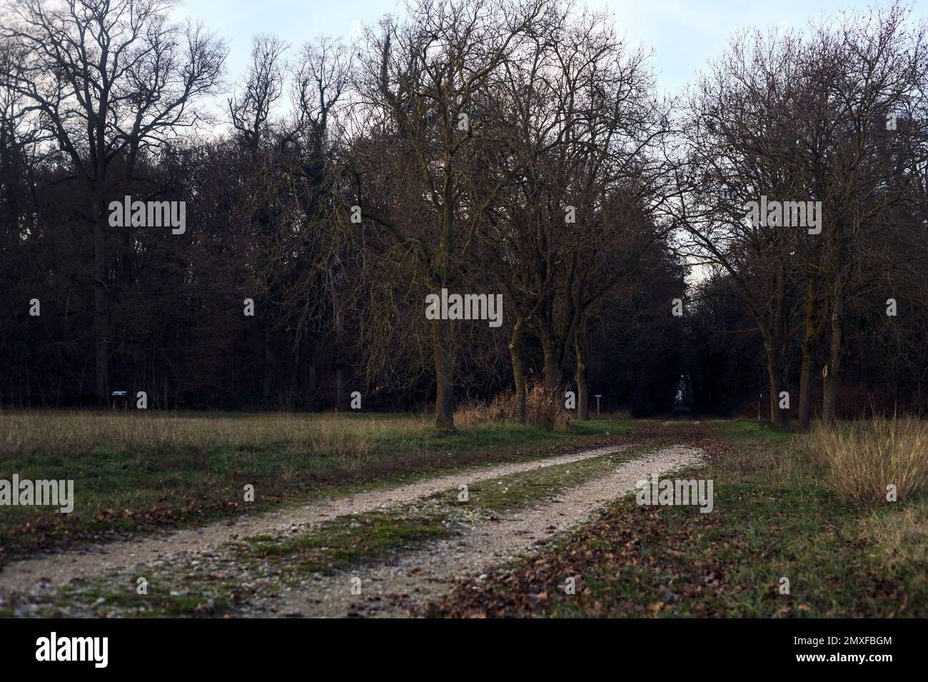 Path between rows of trees that goes in a forest in the shade at sunset ...