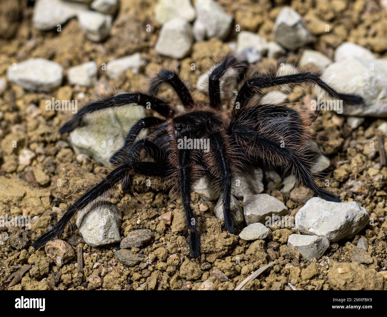 Grammostola grossa tarantula Stock Photo - Alamy