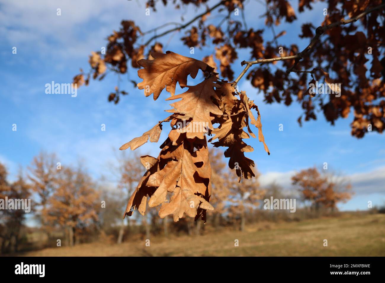 Fall / Landscape / Fall leaves Stock Photo - Alamy