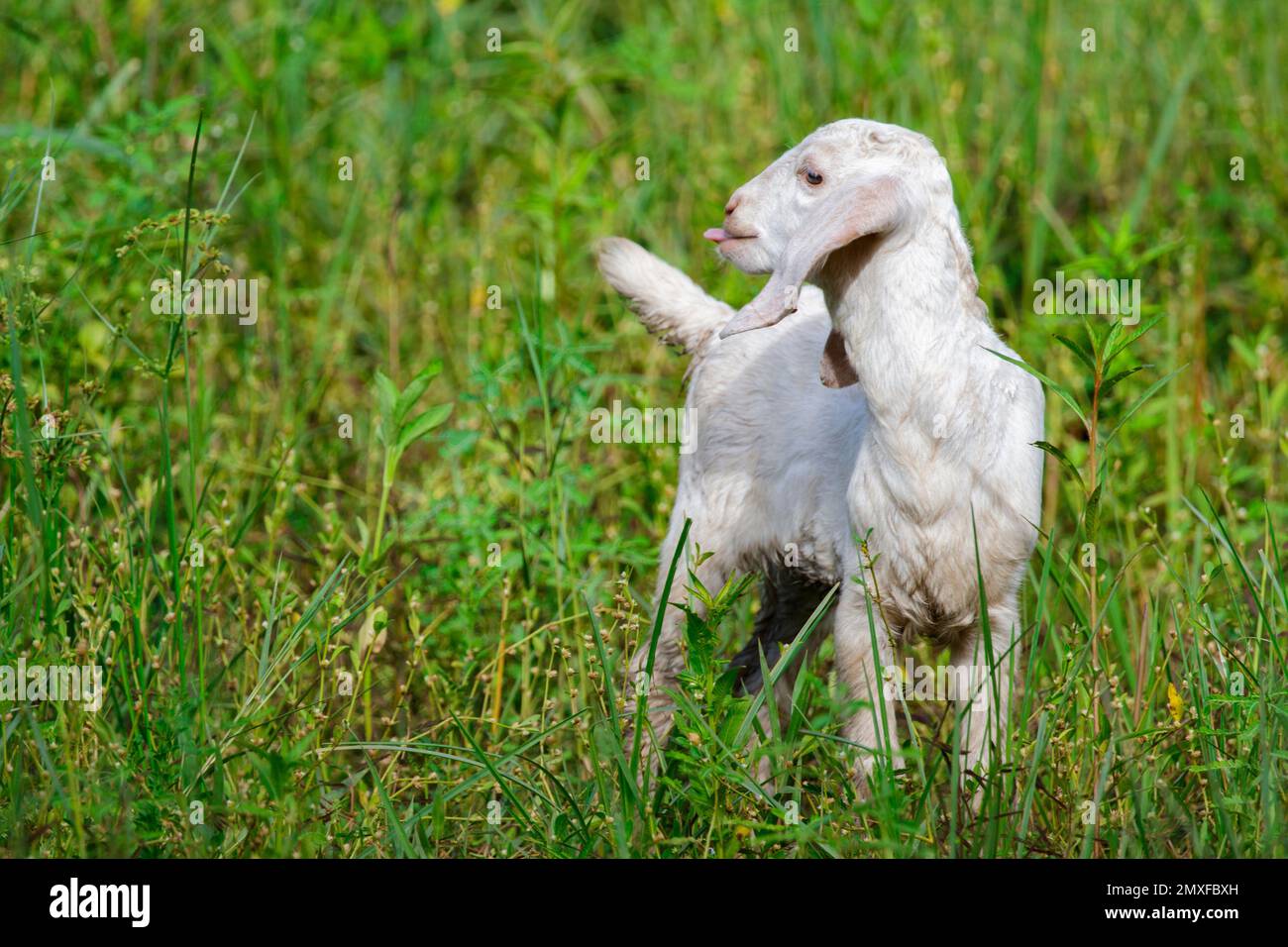 Image of little white goat on the green meadow. Farm Animal Stock Photo ...