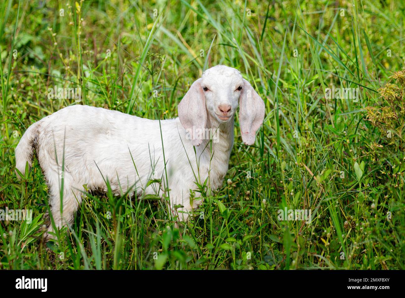 Image of little white goat on the green meadow. Farm Animal Stock Photo ...