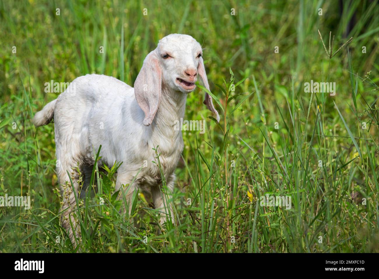 Image of little white goat on the green meadow. Farm Animal Stock Photo ...