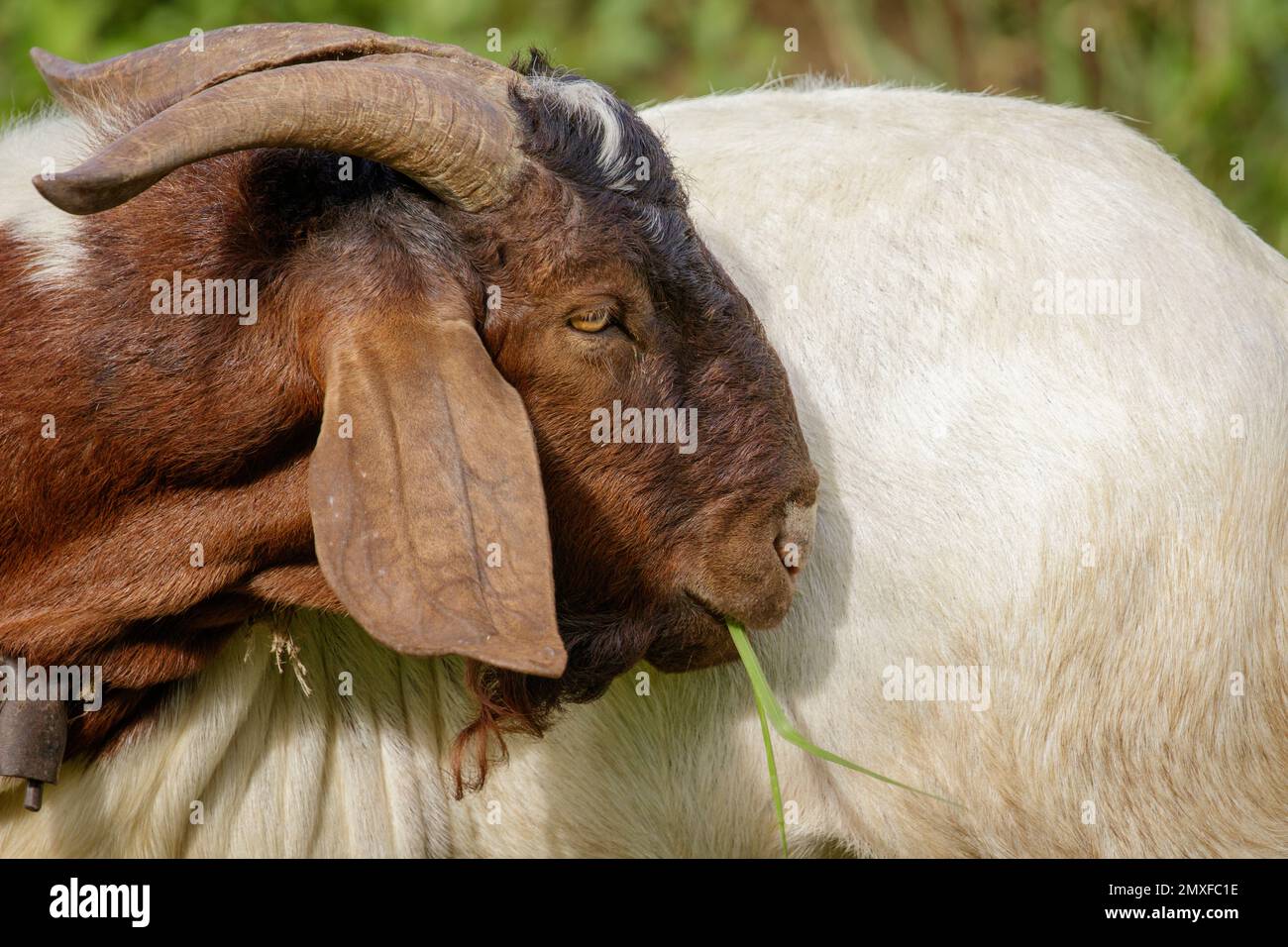 Image of goat is chewing grass on the green meadow. Farm Animal Stock ...