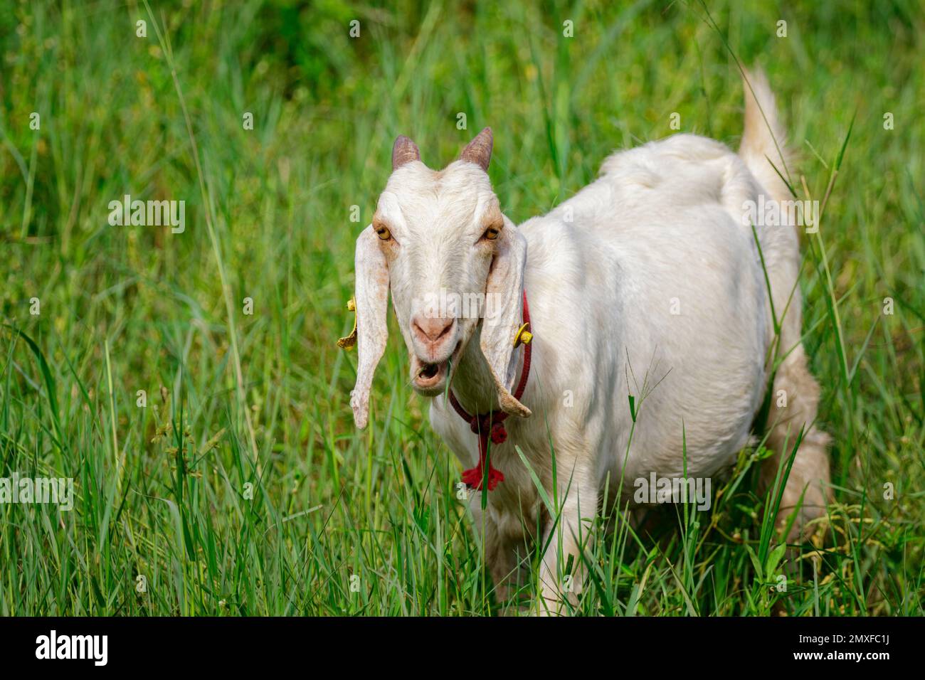 Image of little white goat on the green meadow. Farm Animal Stock Photo ...