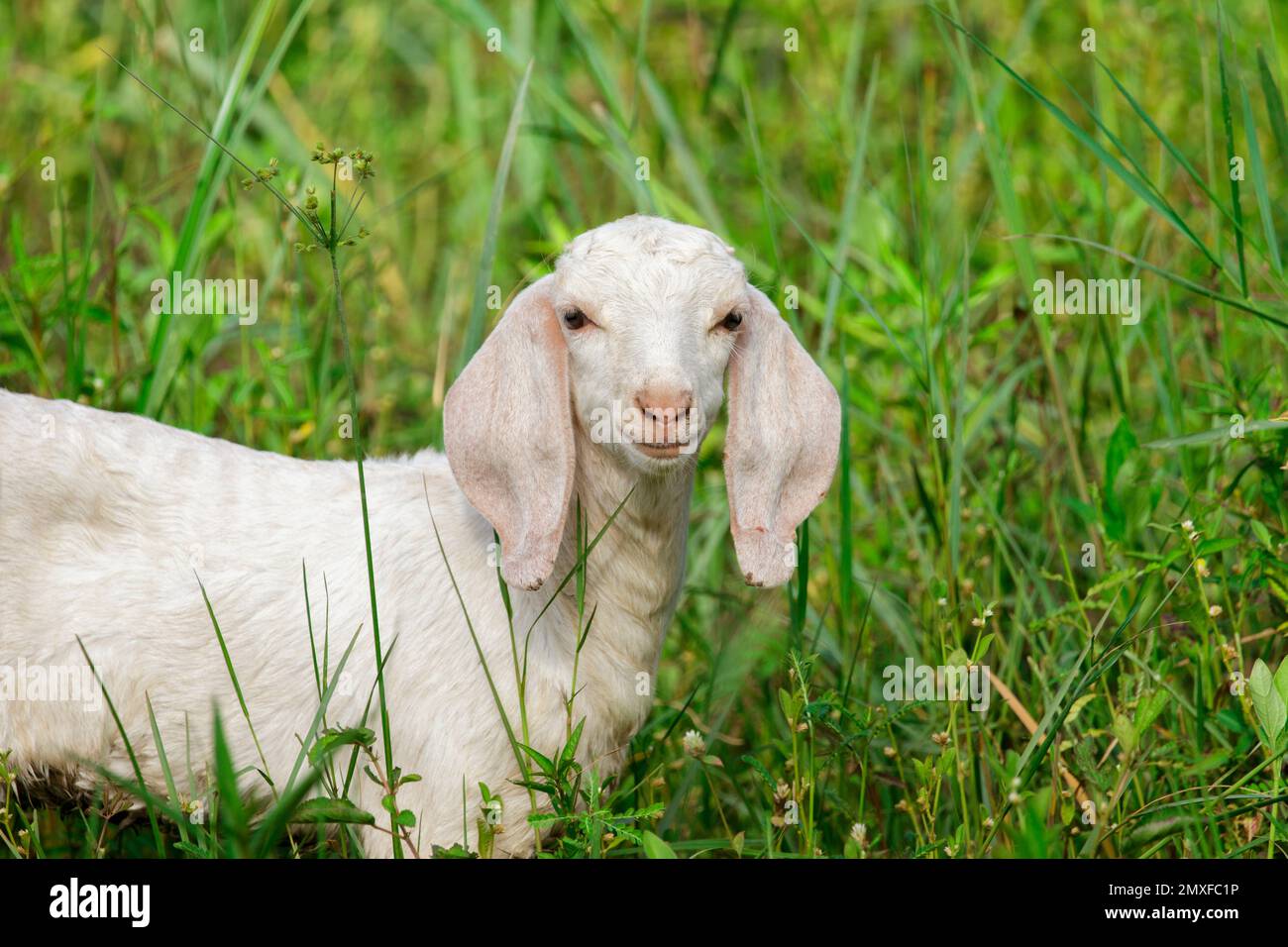 Image of little white goat on the green meadow. Farm Animal Stock Photo ...