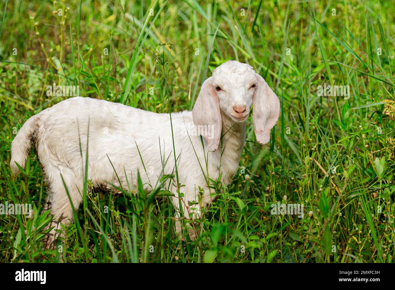 Image of little white goat on the green meadow. Farm Animal Stock Photo ...