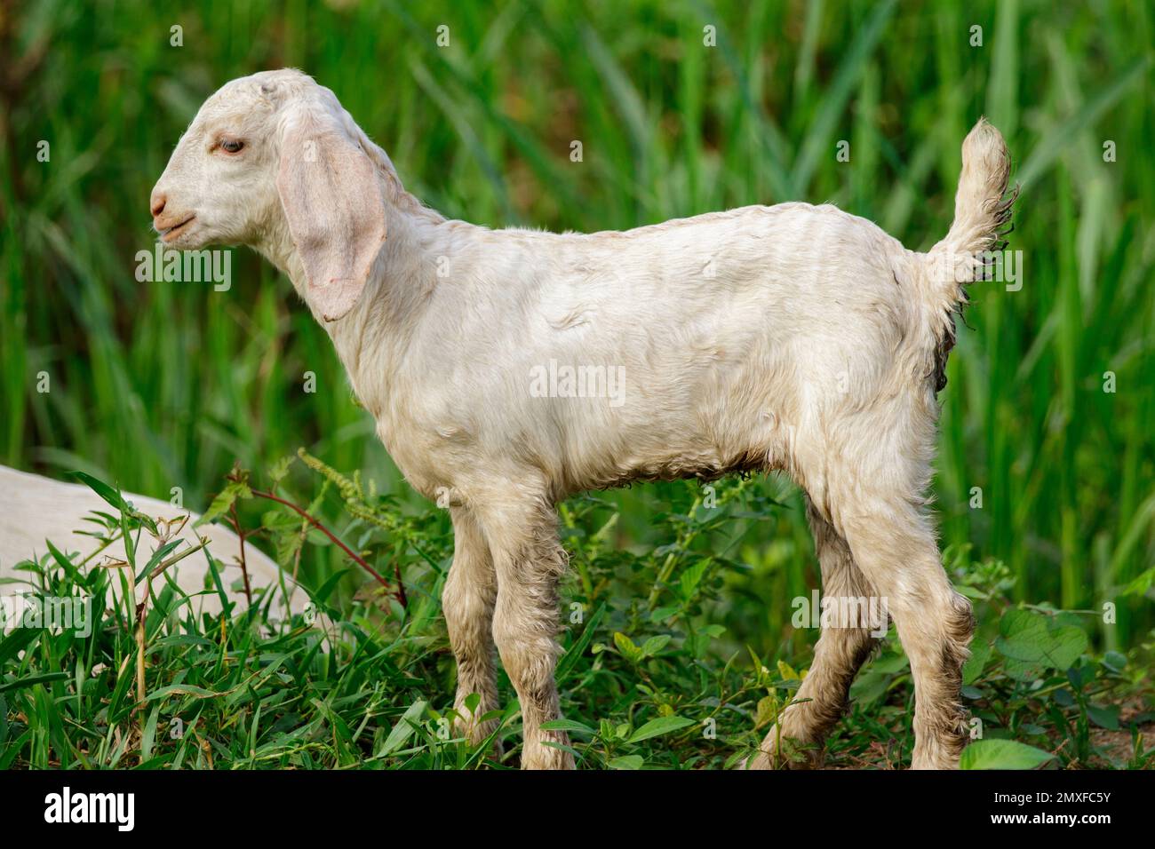 Image of little white goat on the green meadow. Farm Animal Stock Photo ...
