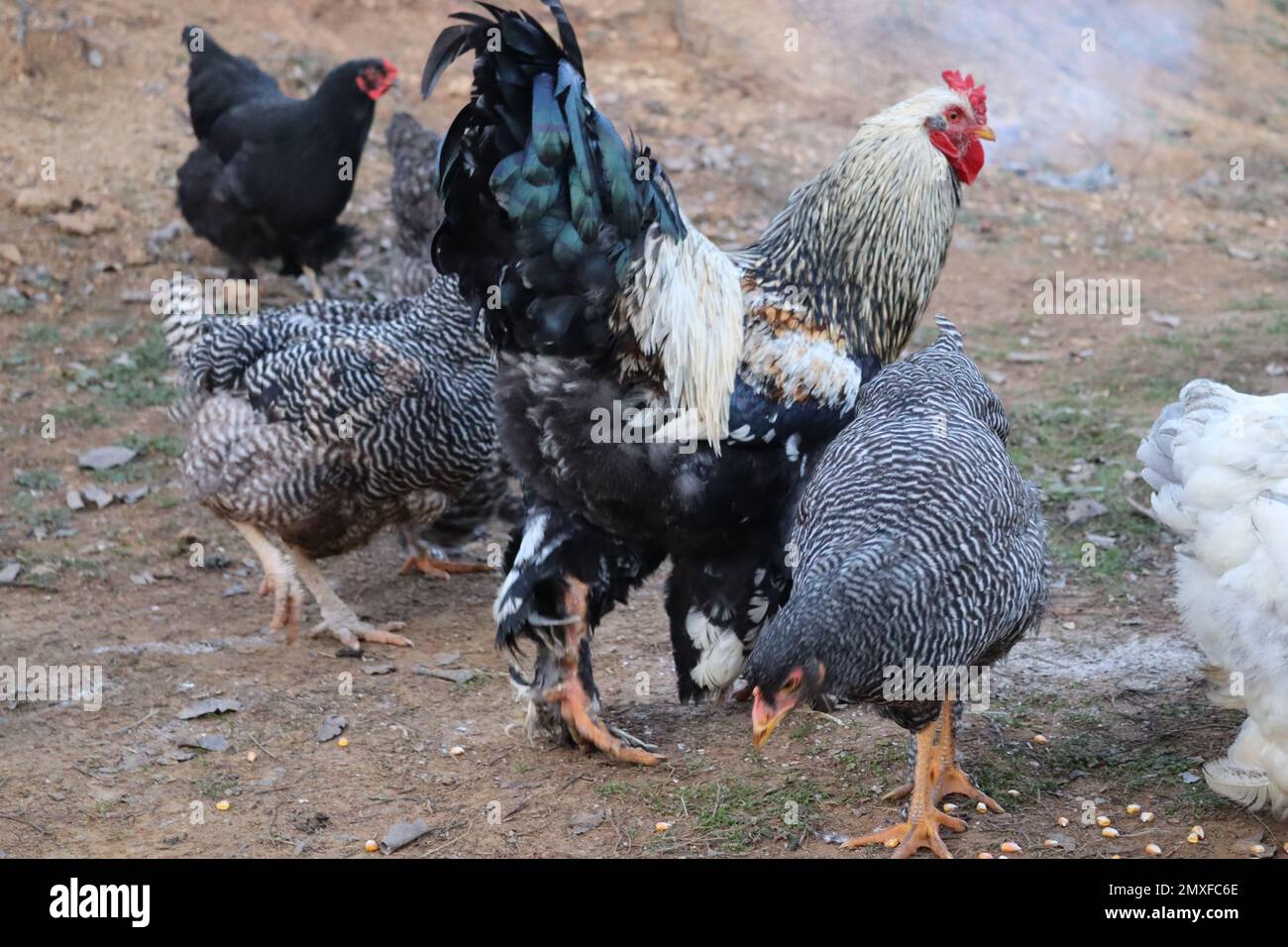Chickens / Rooster / Hens / Hühner / Hahn Stock Photo - Alamy