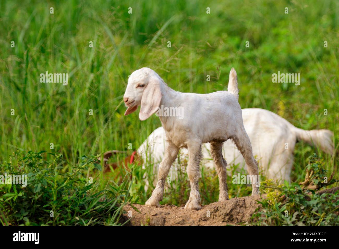 Image of little white goat on the green meadow. Farm Animal Stock Photo ...