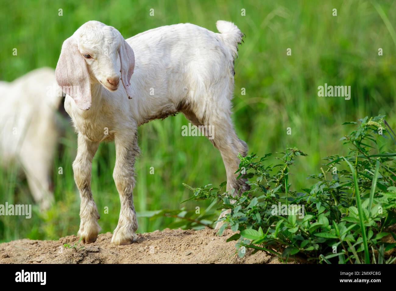 Image of little white goat on the green meadow. Farm Animal Stock Photo ...