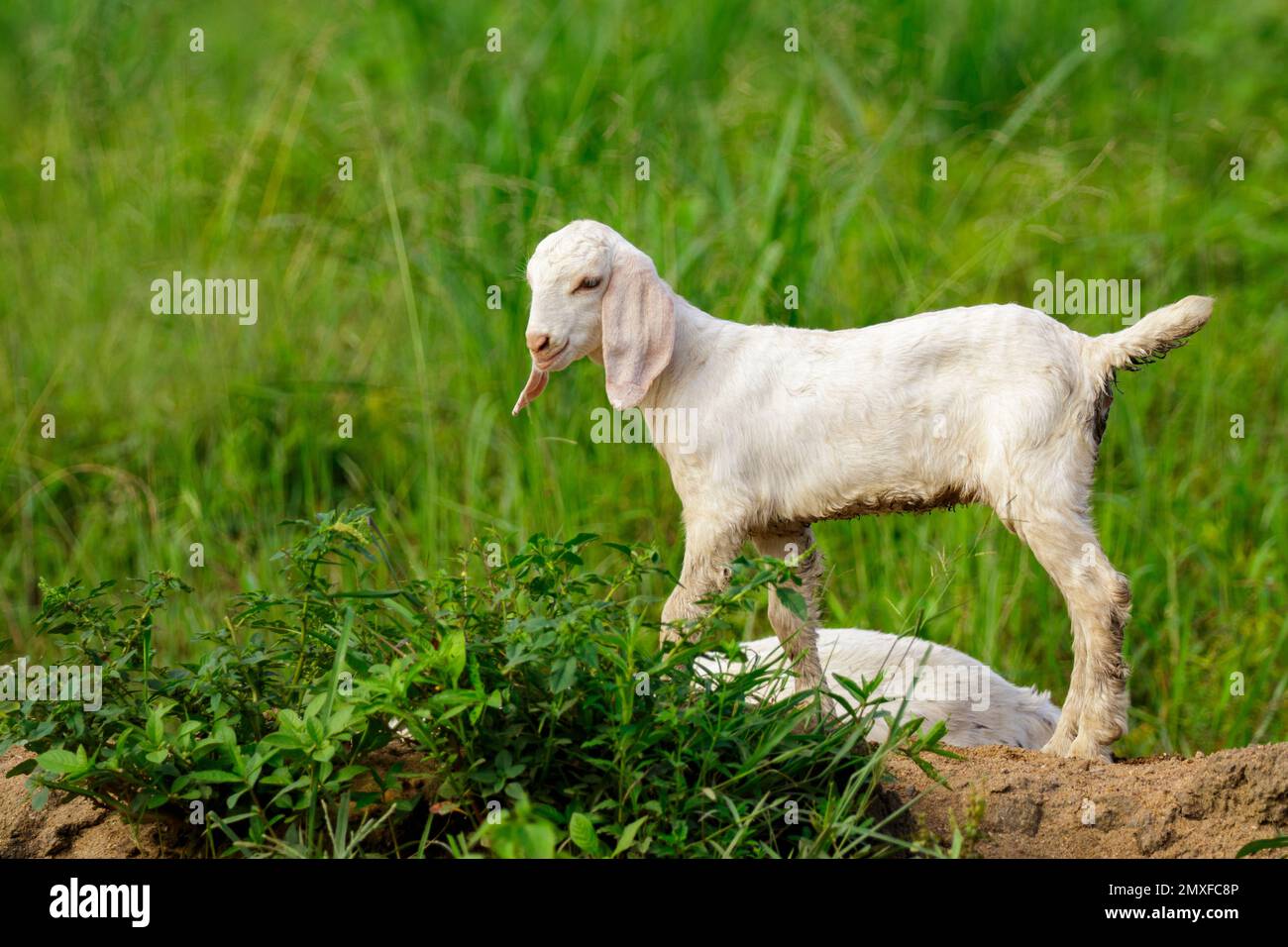 Image of little white goat on the green meadow. Farm Animal Stock Photo ...