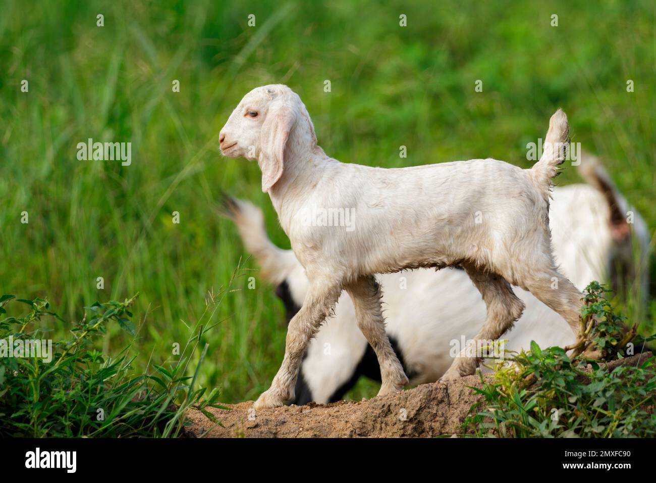 Image of little white goat on the green meadow. Farm Animal Stock Photo ...