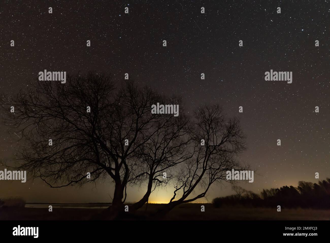 Starry night sky with an epic and majestic willow tree silhouette ...