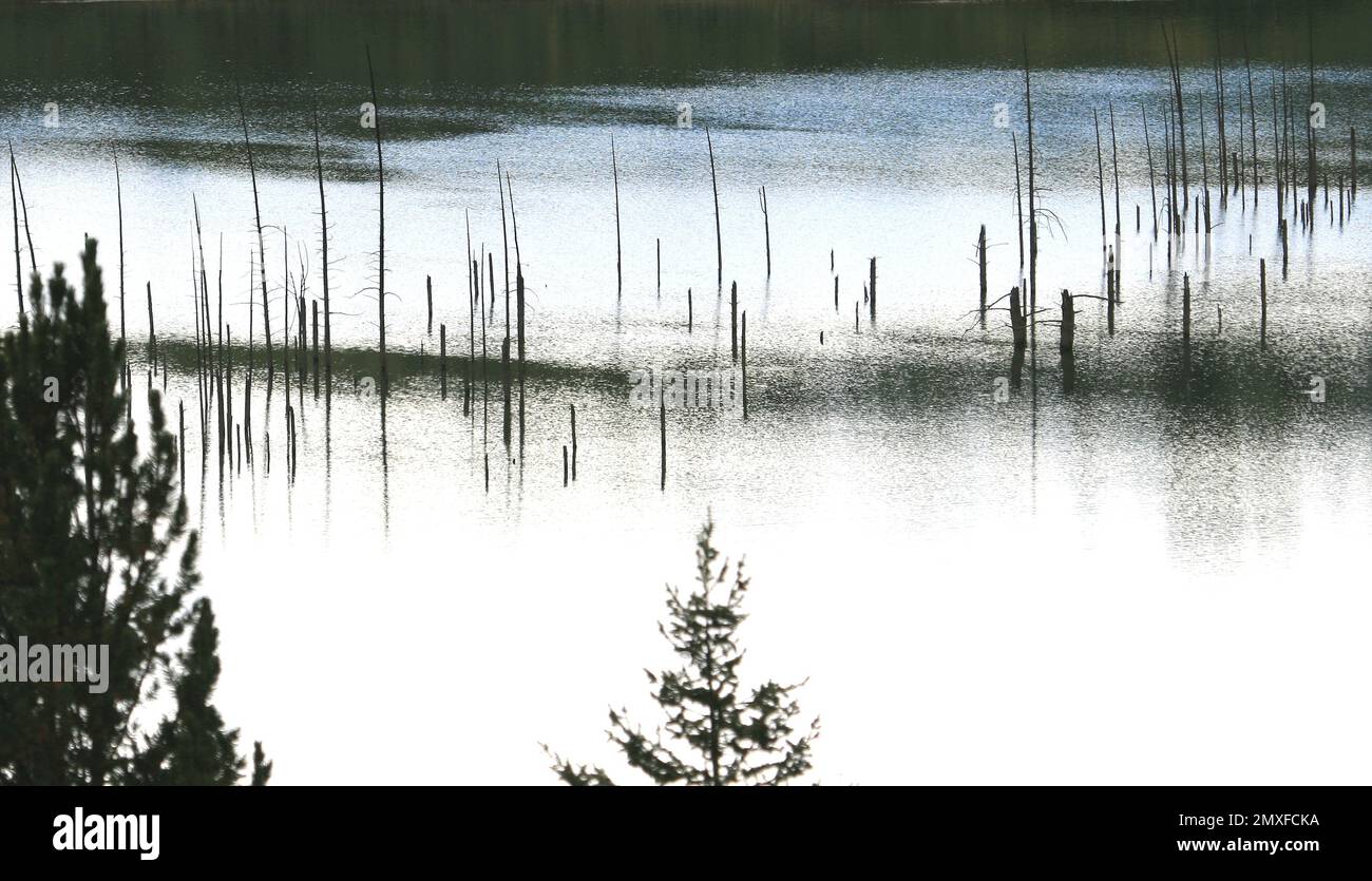 old forest under water Stock Photo - Alamy