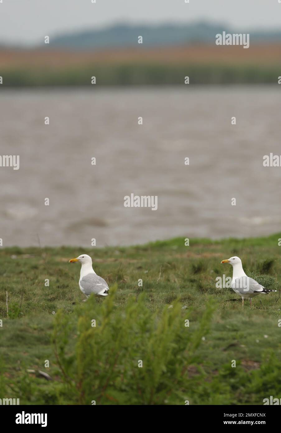 Caspian Gull (Larus cachinnans) two adults at breeding colony on fish ...