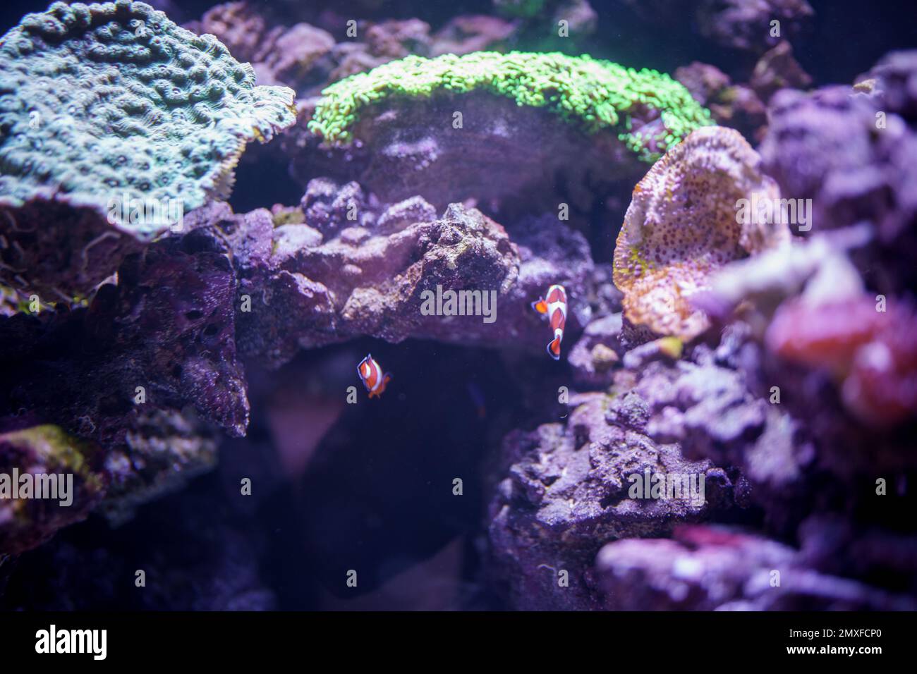 Clownfish swimming hi-res stock photography and images - Alamy