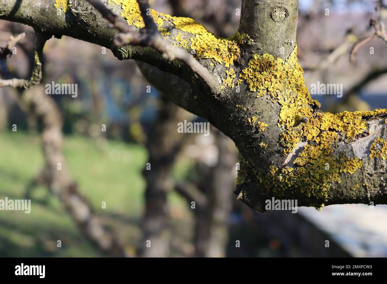Tree / Branch / Autumn / Baum / Zweig / Herbst Stock Photo - Alamy