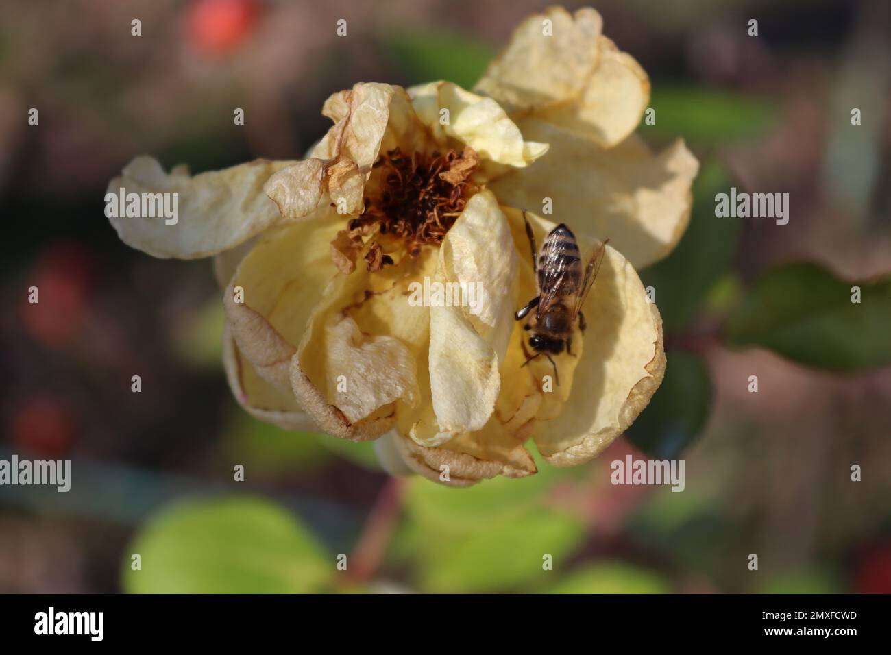Goplants hi-res stock photography and images - Alamy