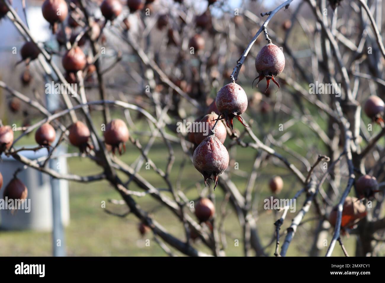 Tropicalfruits hi-res stock photography and images - Alamy