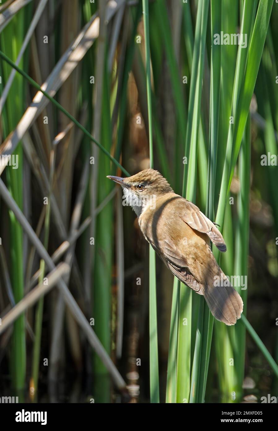 Great Reed Warbler (Acrocephalus arundinaceus arundinaceus) adult ...